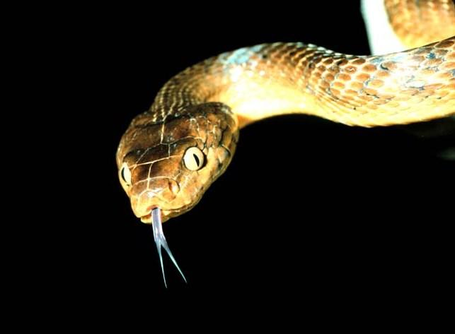 Manila residents rattled by 3-foot snake | Philippine News